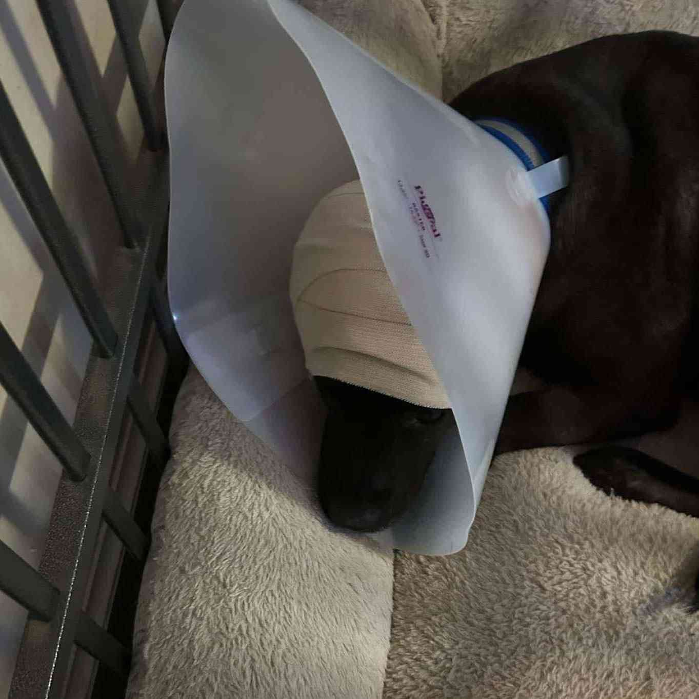 Donate to Poppy | Support animal welfare with CUDDLY