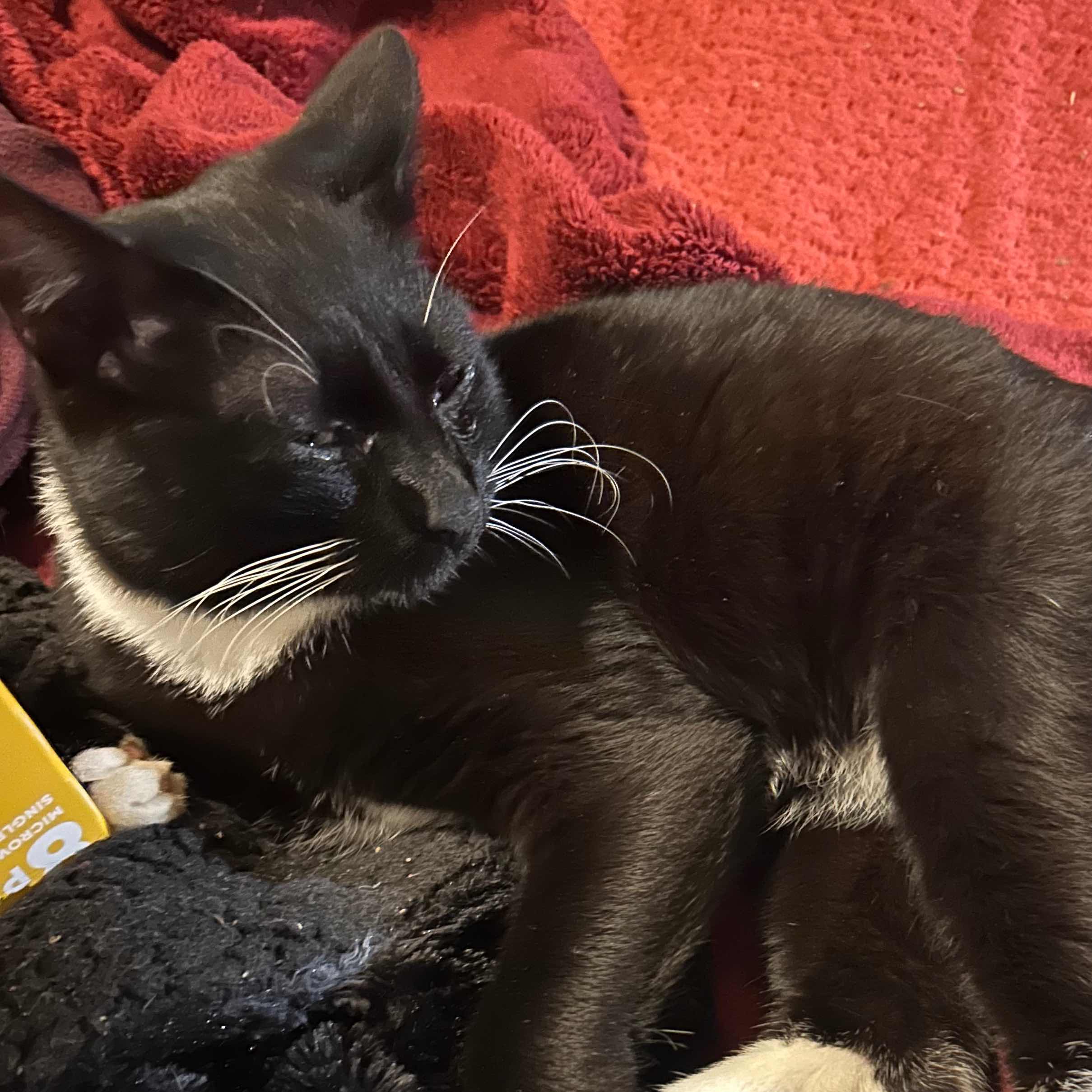 Donate to Tux | Support animal welfare with CUDDLY