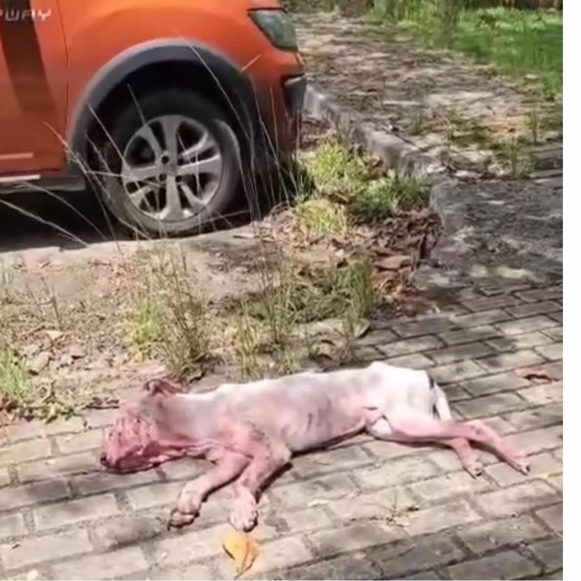 Donate to Weak and injured needs urgent rescue | Support animal welfare ...