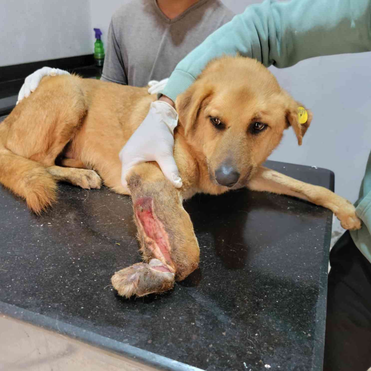 Donate to Gilbert | Support animal welfare with CUDDLY