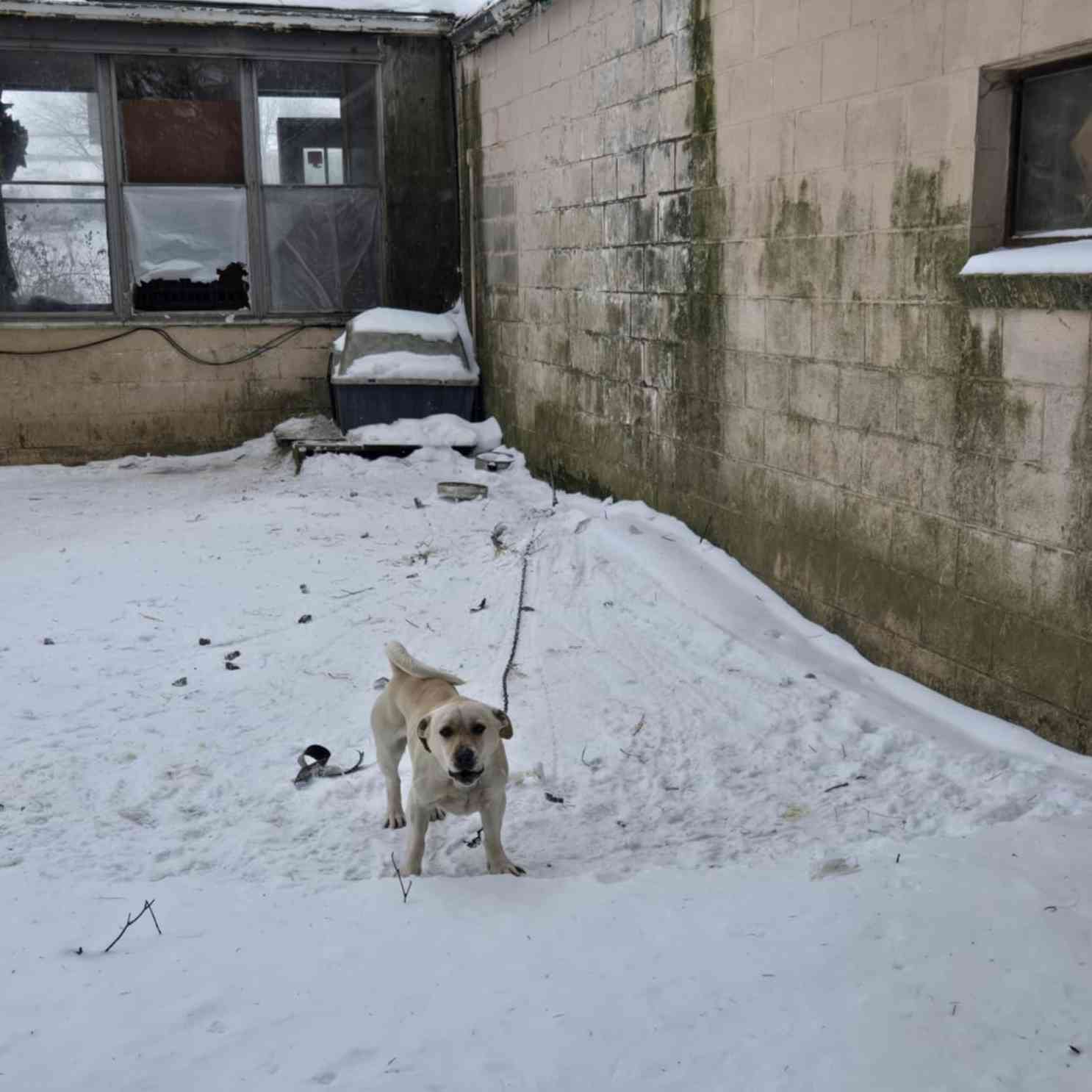 Donate to These Neglected Animals | Support animal welfare with CUDDLY