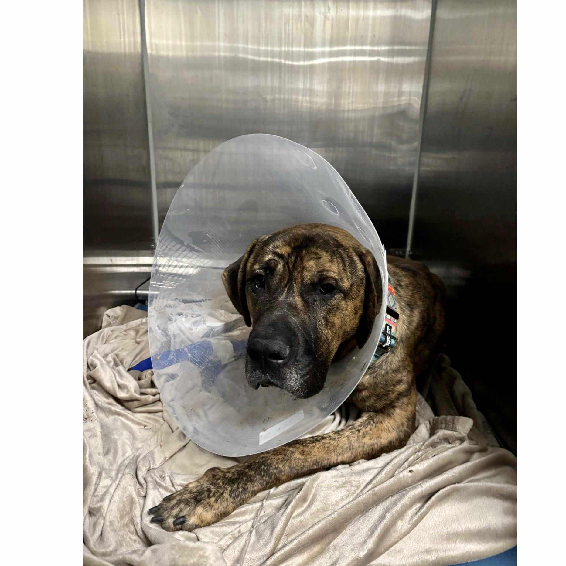 Donate to Roscoe | Support animal welfare with CUDDLY