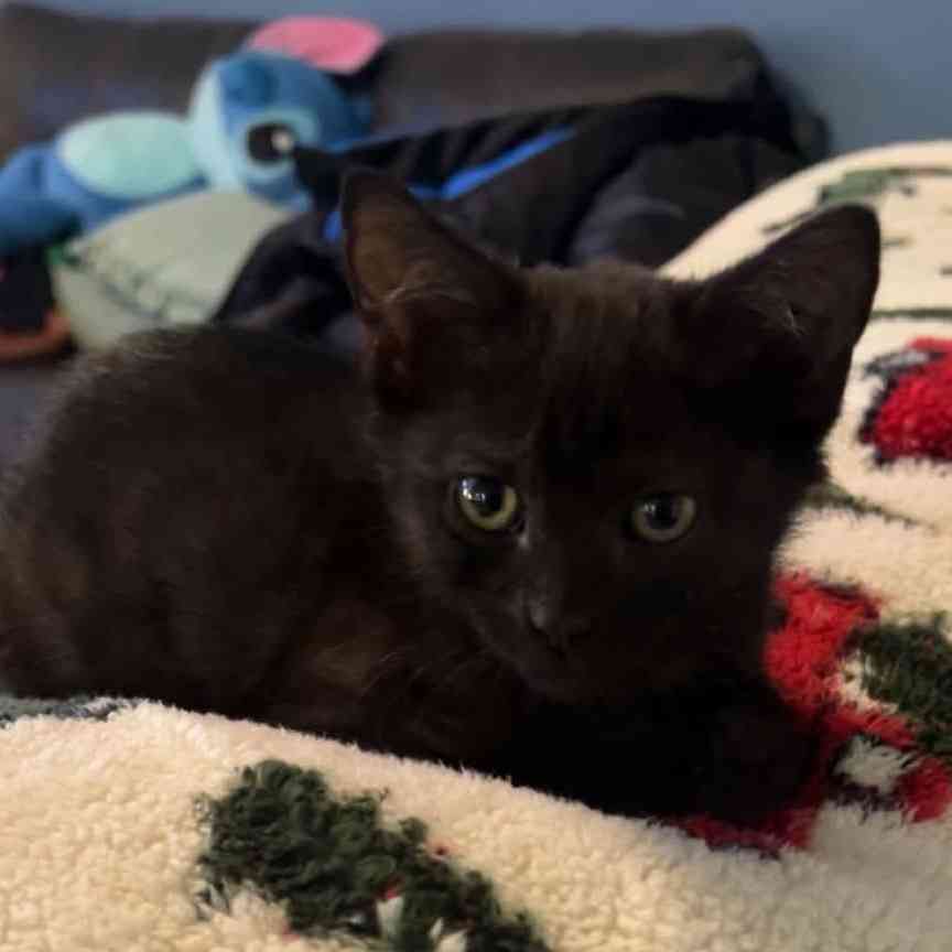 Donate to Binx | Support animal welfare with CUDDLY