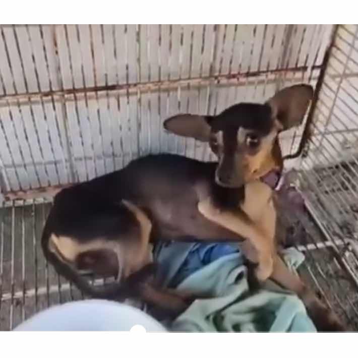 Donate to Pitucha | Support animal welfare with CUDDLY