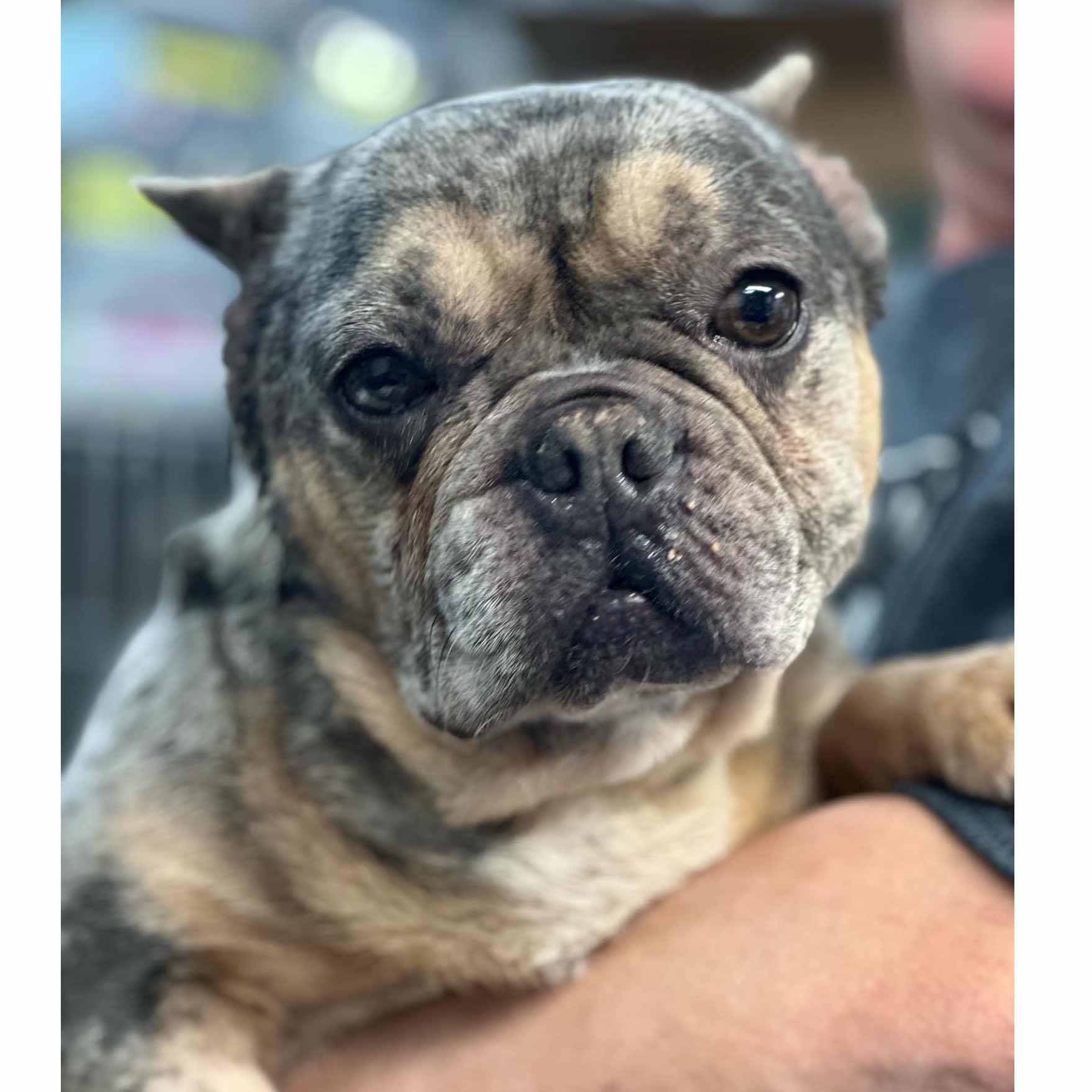 Donate to Buzz | Support animal welfare with CUDDLY