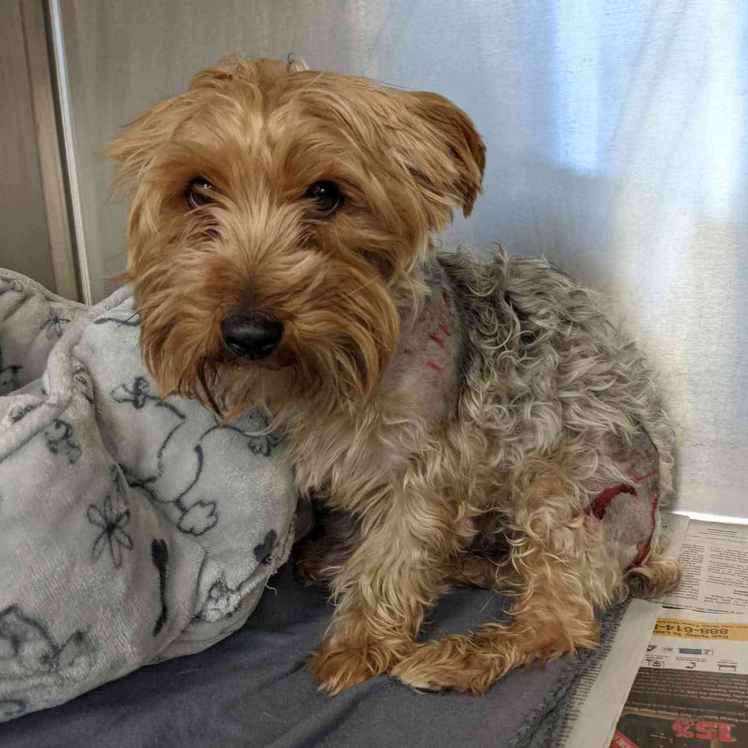 Donate to Devin | Support animal welfare with CUDDLY