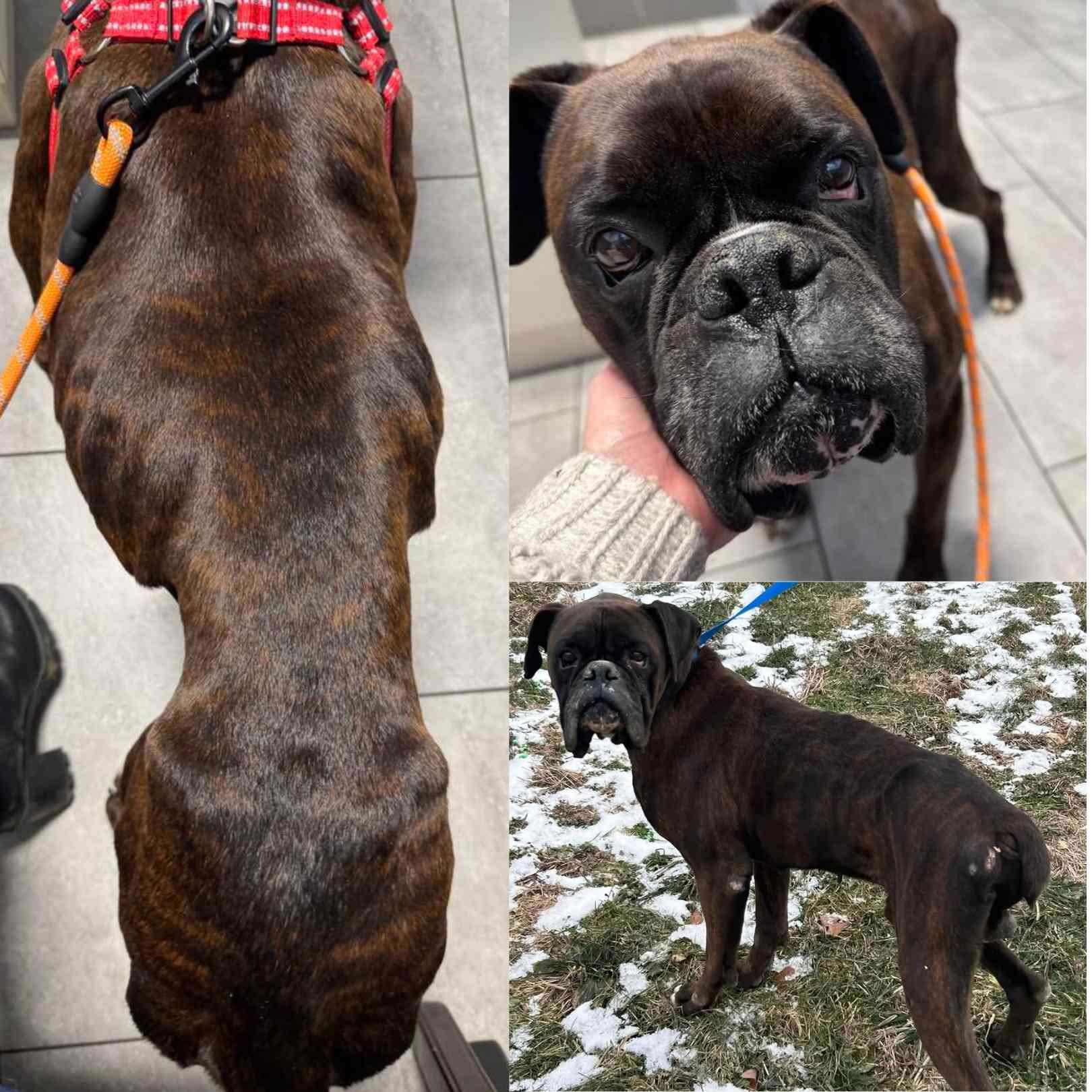 Donate to Amos | Support animal welfare with CUDDLY