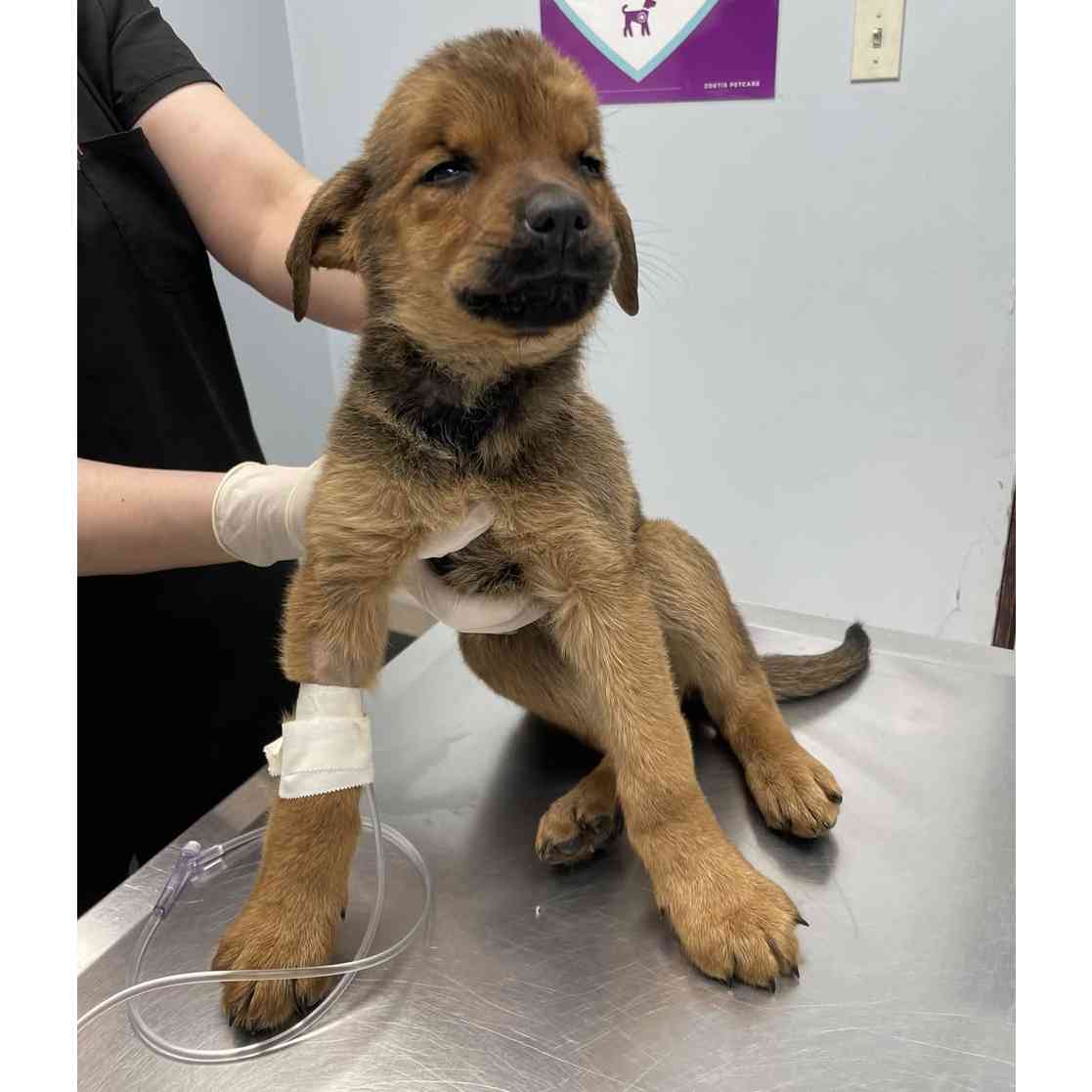 Donate to Chessie | Support animal welfare with CUDDLY