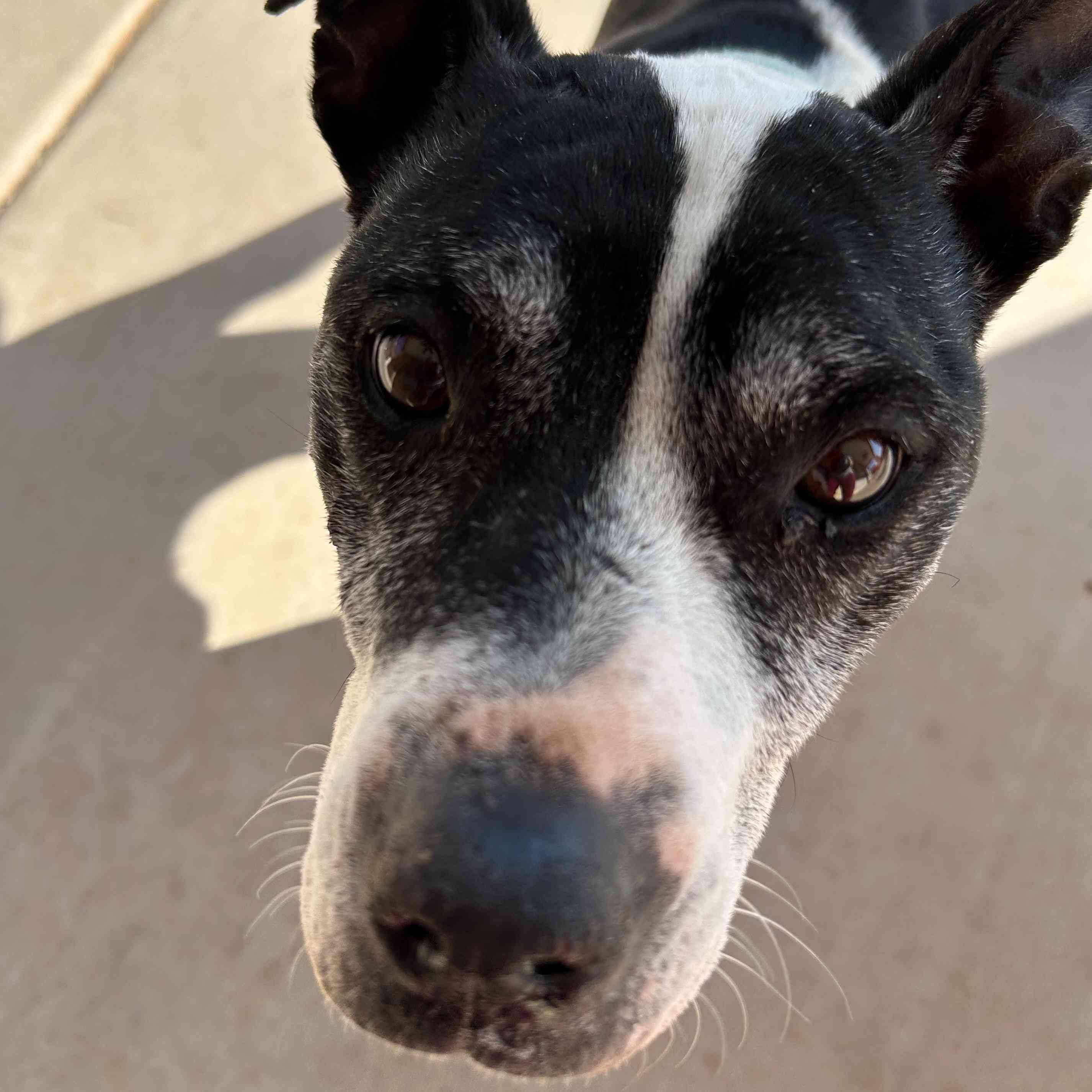 Senior Pup Ripped Away From The Life She Knew, Grieves Her Owner's Une