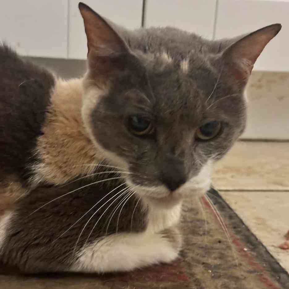 Donate to Monchie | Support animal welfare with CUDDLY