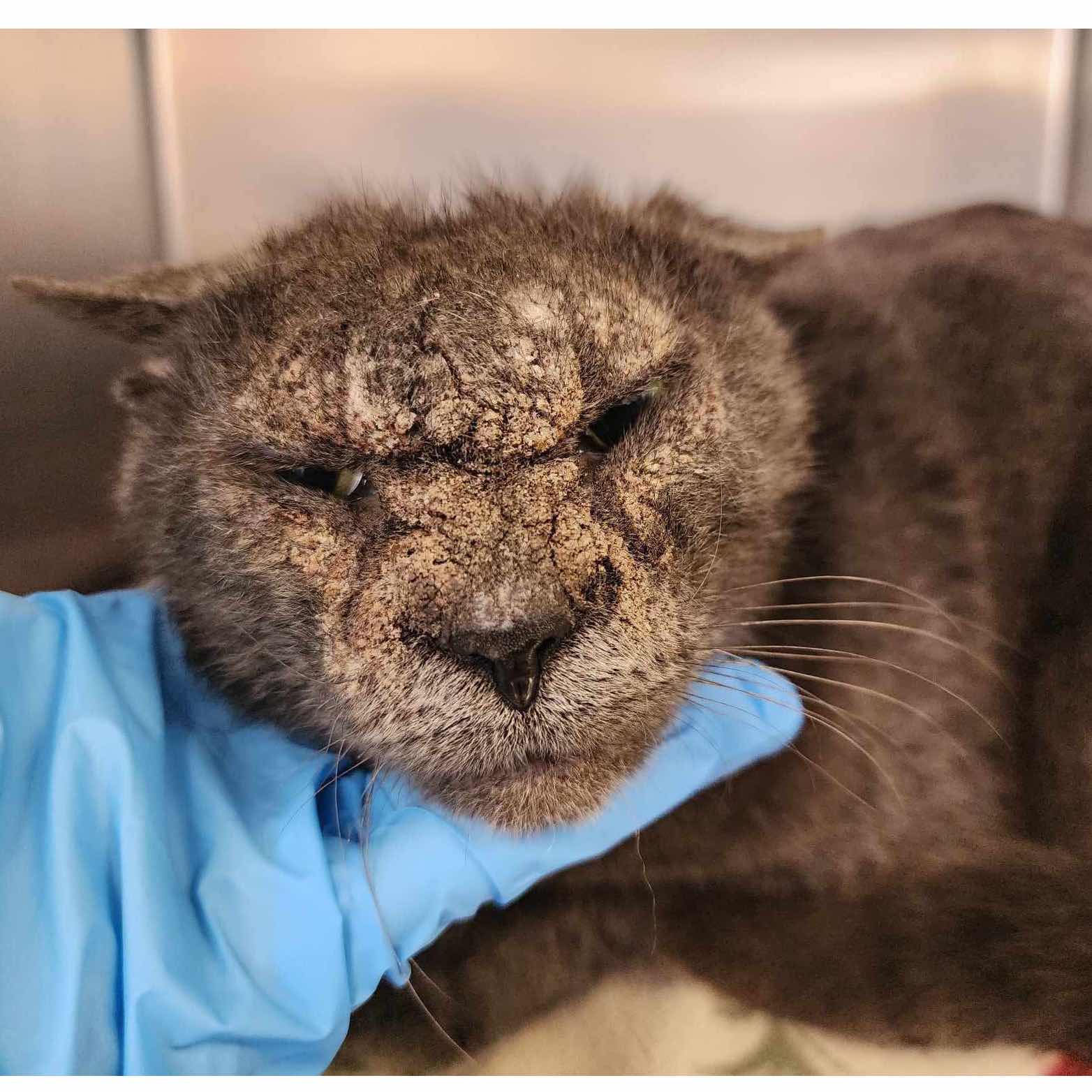 Donate to Terrance | Support animal welfare with CUDDLY