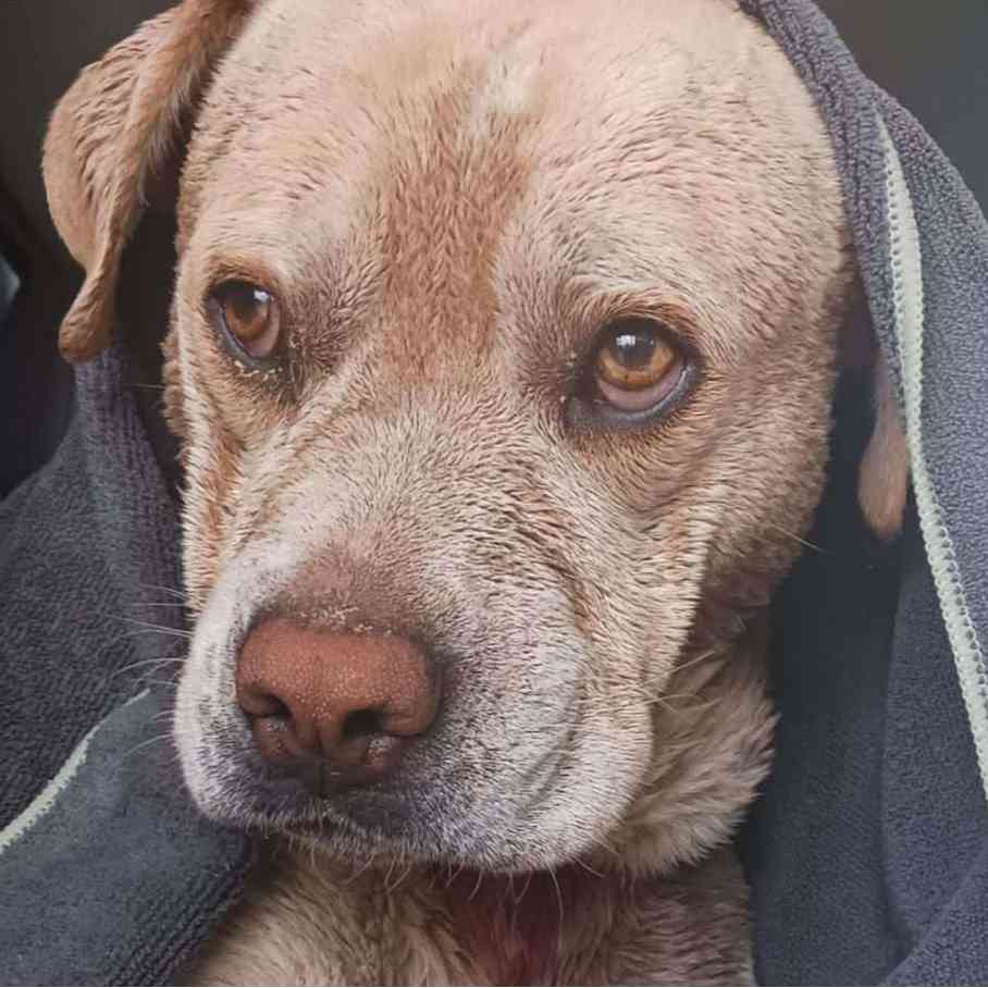 Donate to Duke | Support animal welfare with CUDDLY