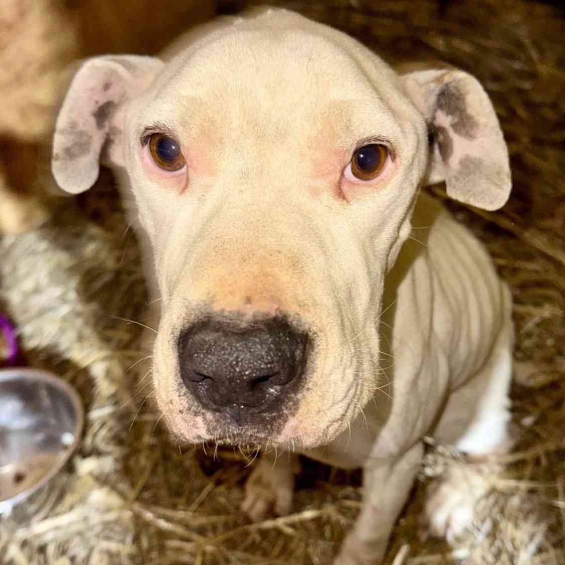 Donate to Ari | Support animal welfare with CUDDLY