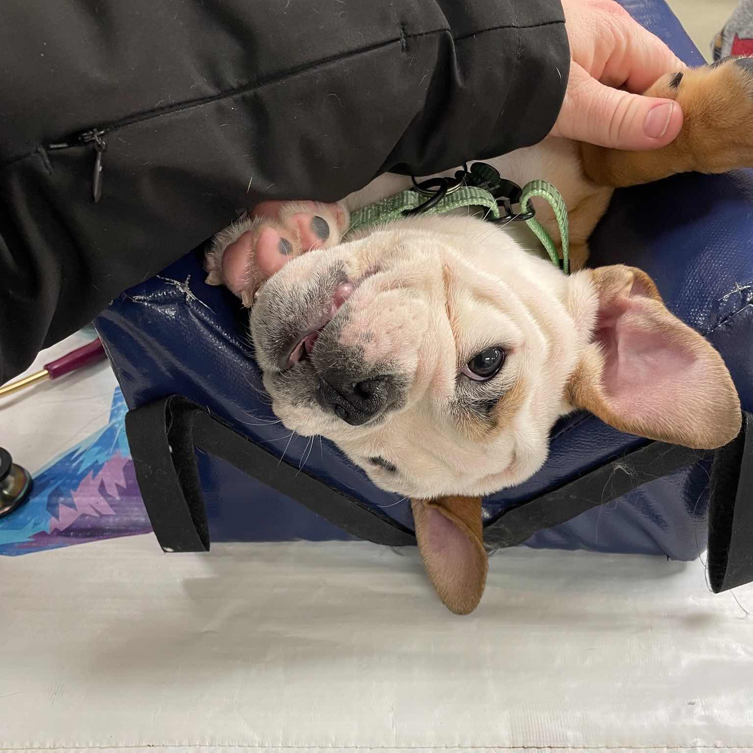 Donate to Lennox | Support animal welfare with CUDDLY