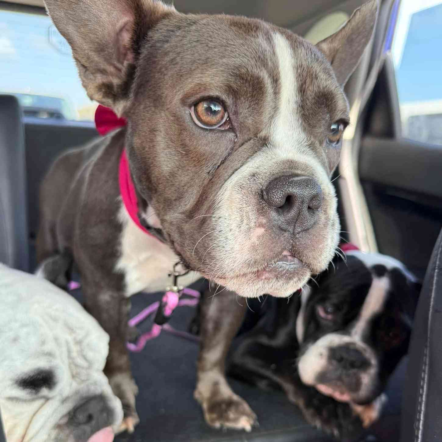 Donate to These Bulldogs | Support animal welfare with CUDDLY