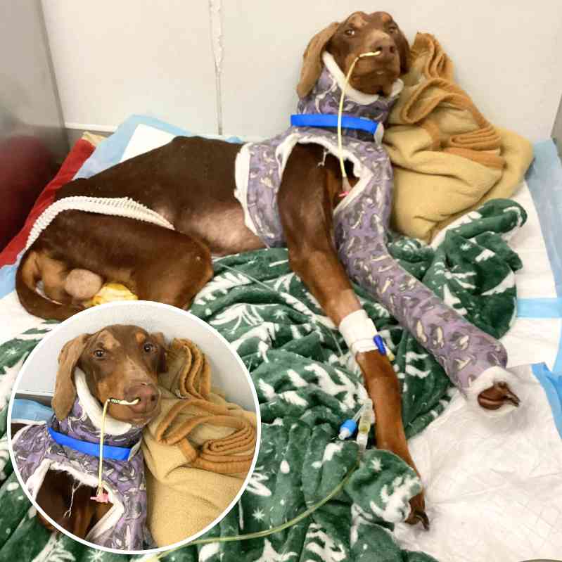 Donate to Reggie | Support animal welfare with CUDDLY