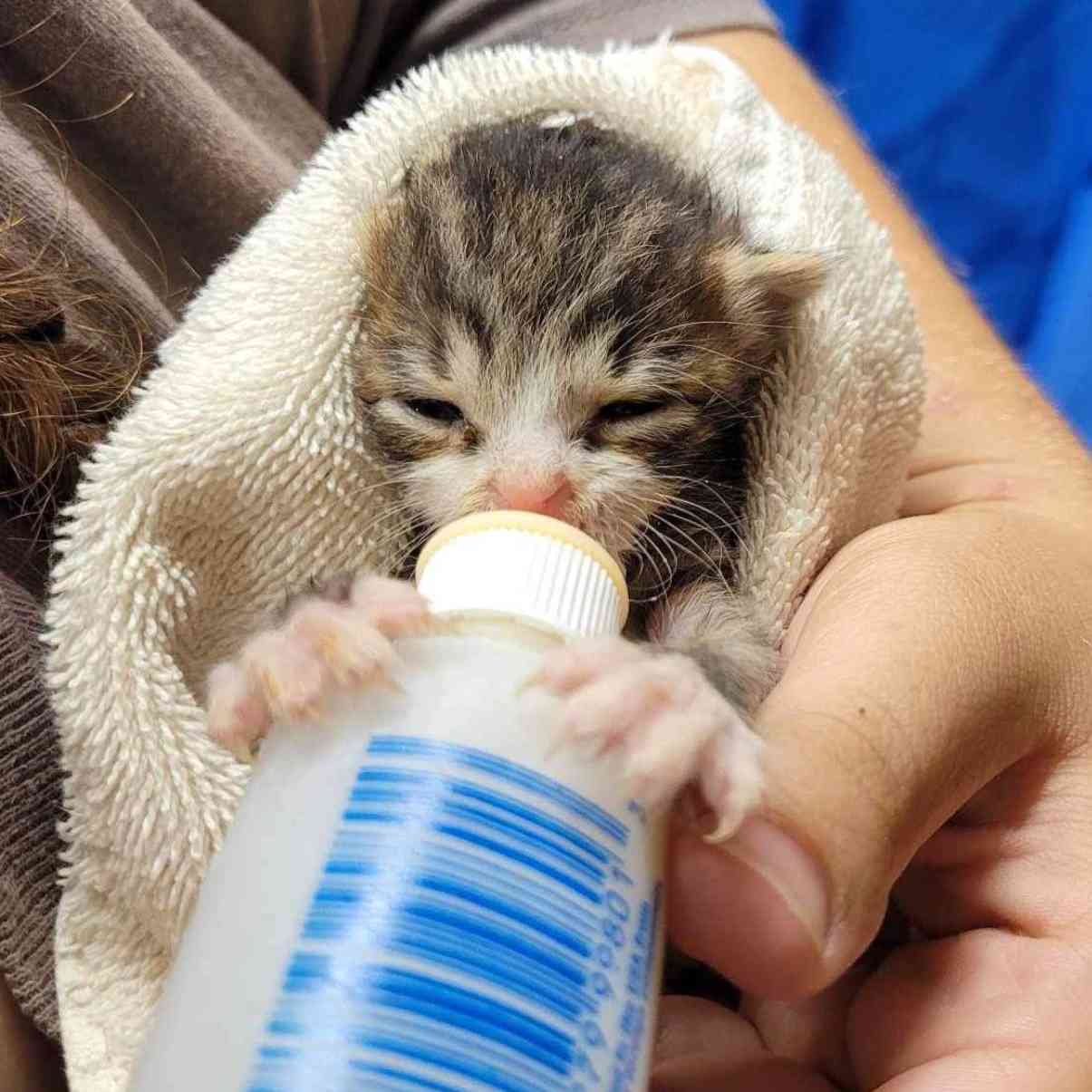 Donate to Our Hungry Animals | Support animal welfare with CUDDLY