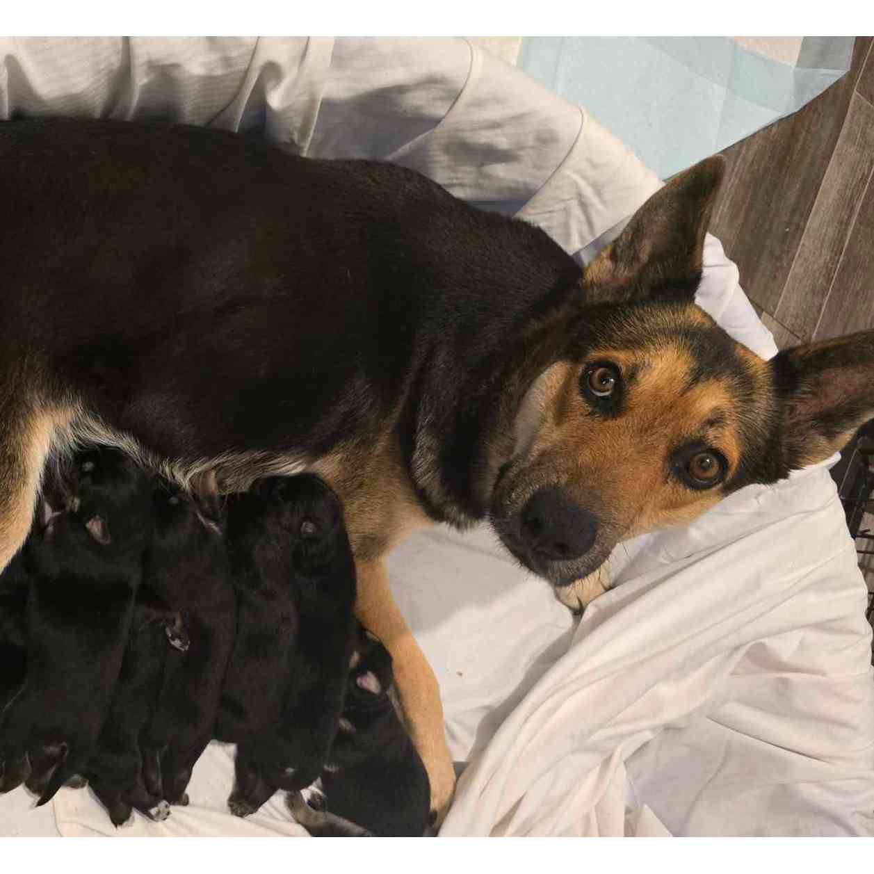 Donate to Sheila And Her Babies | Support animal welfare with CUDDLY