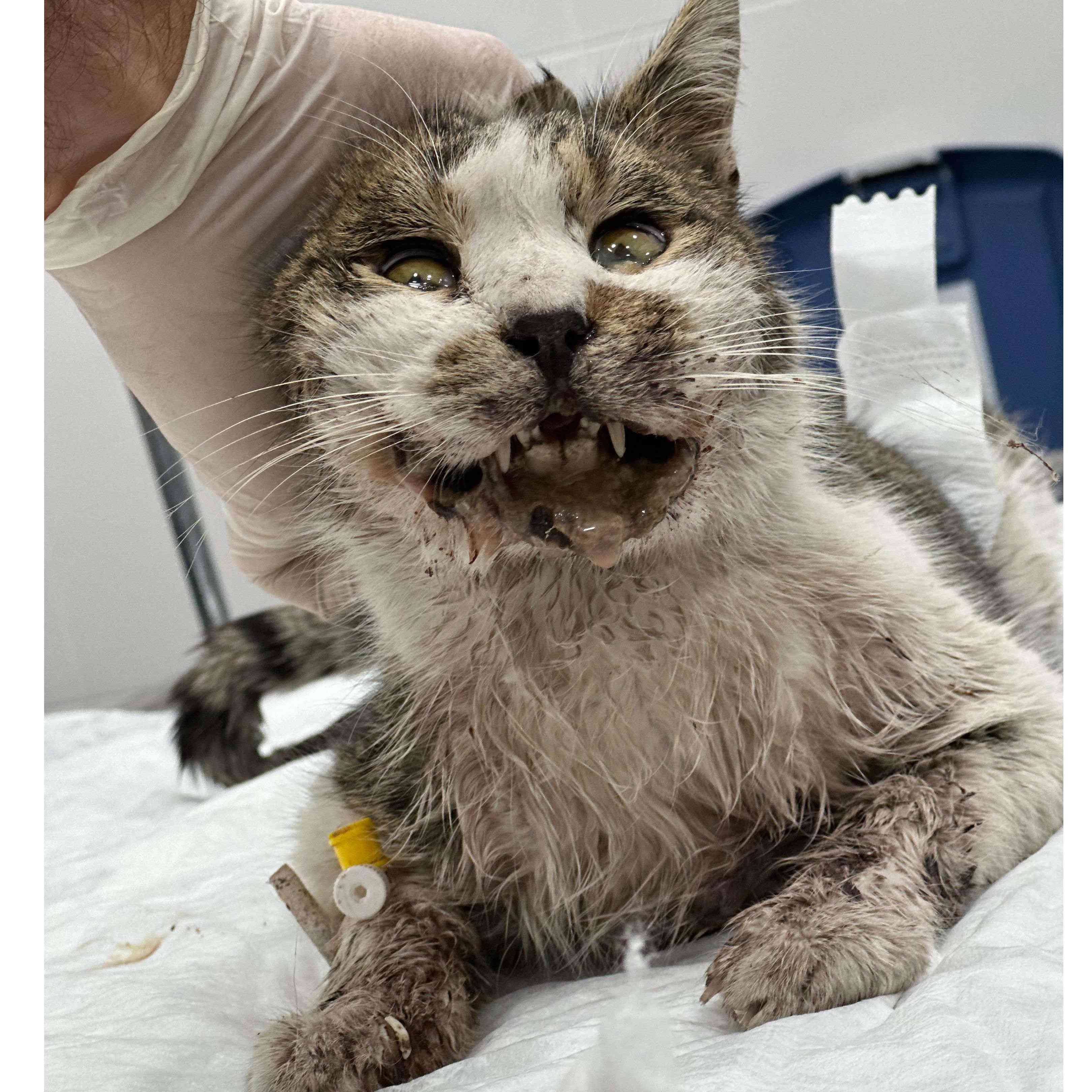 Donate to Cindy | Support animal welfare with CUDDLY