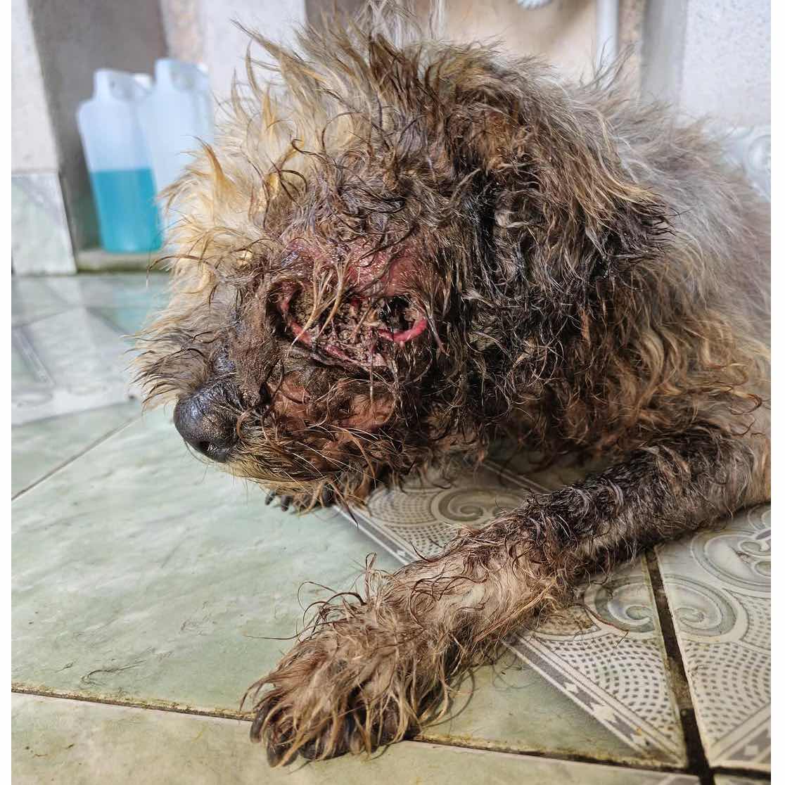 Donate to Rabic | Support animal welfare with CUDDLY