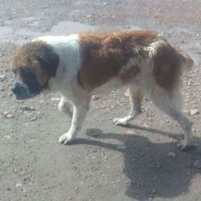 Donate to Juno | Support animal welfare with CUDDLY