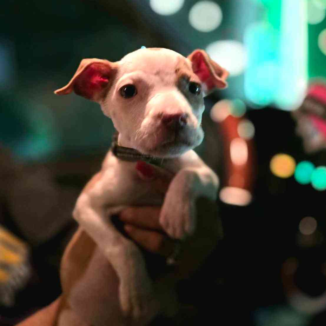 Donate to Itty Bitty | Support animal welfare with CUDDLY