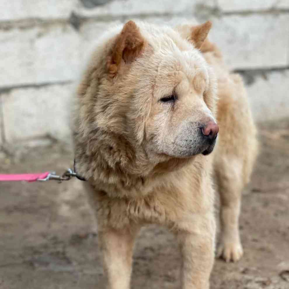 Donate to This Injured Pup | Support animal welfare with CUDDLY