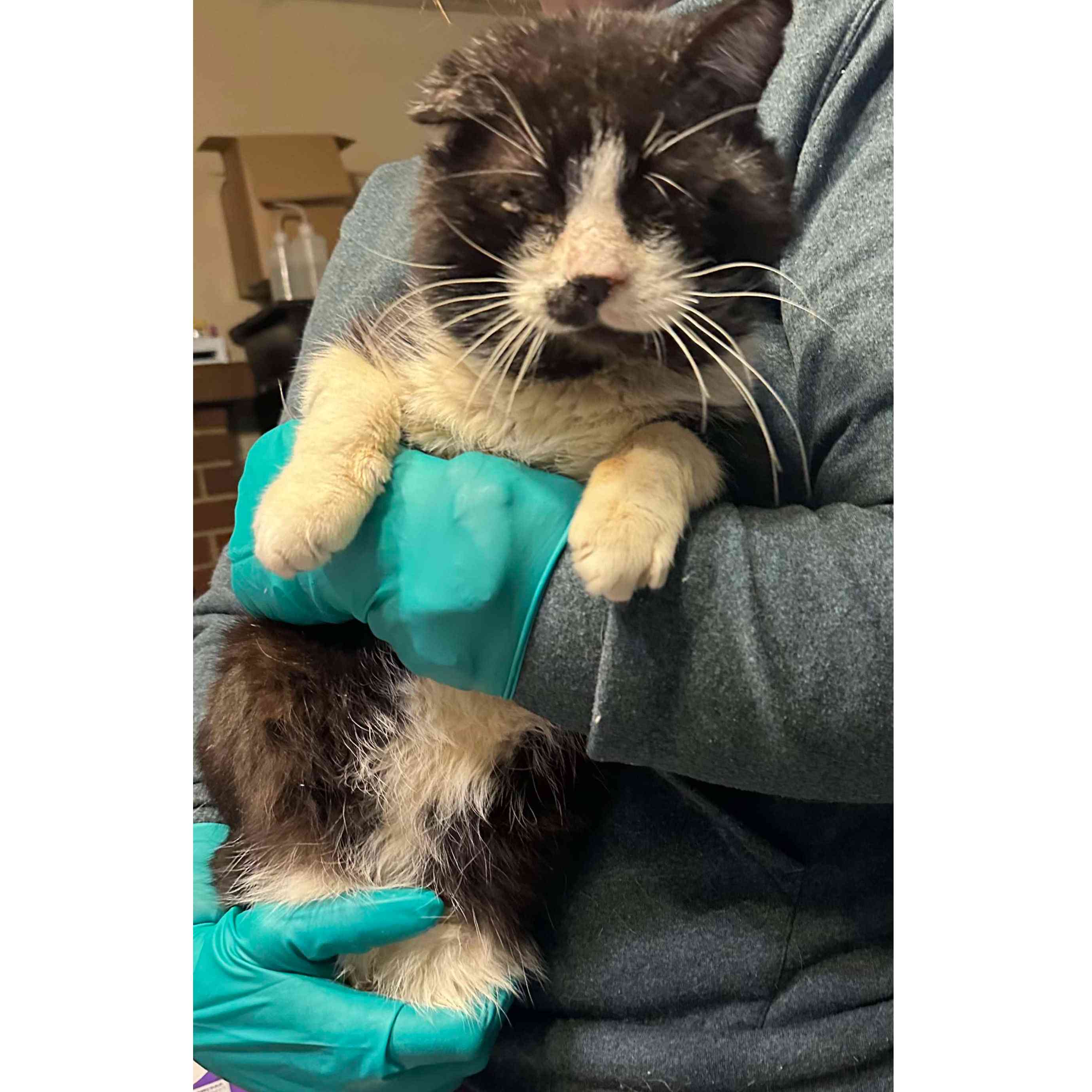 Donate to These Neglected Cats | Support animal welfare with CUDDLY