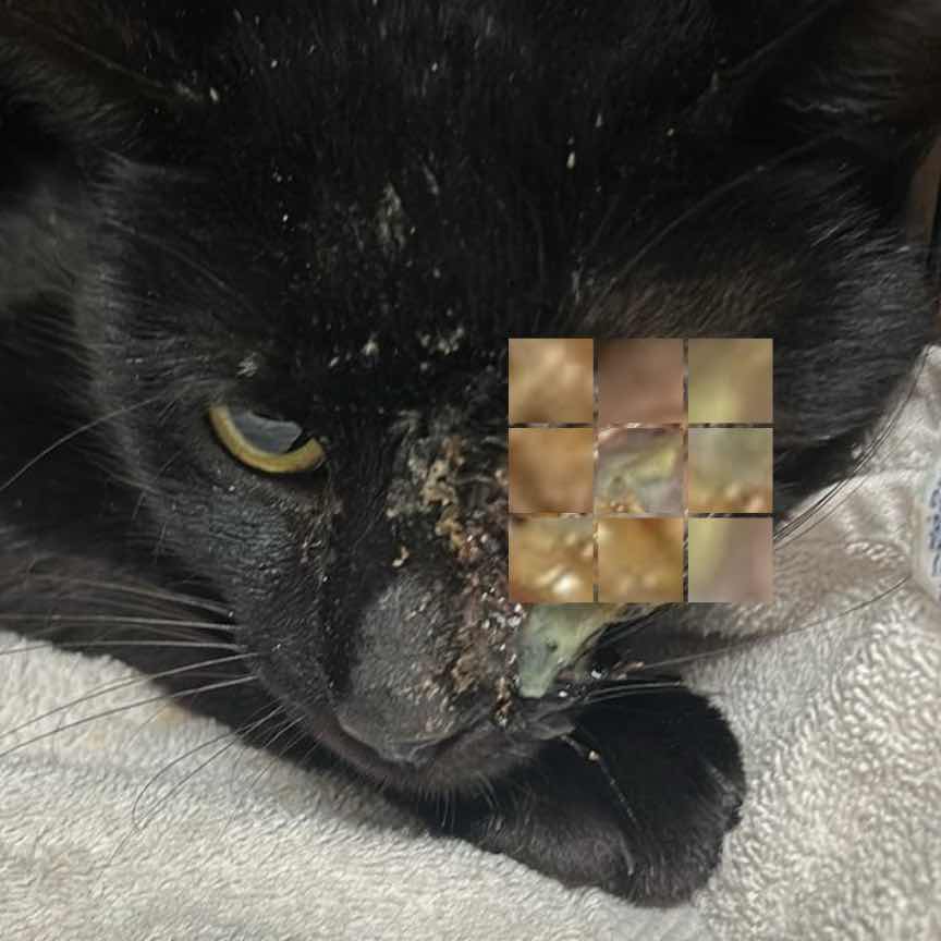 Donate to Wick | Support animal welfare with CUDDLY