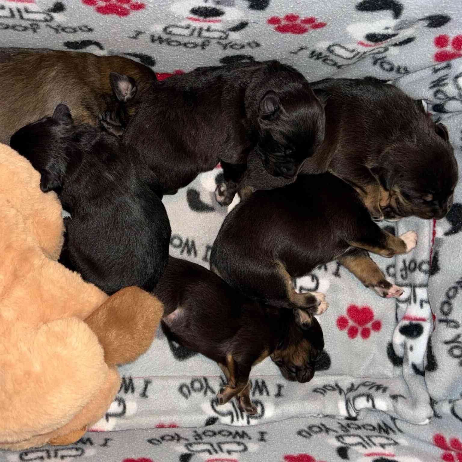 Donate to These Orphaned Babies | Support animal welfare with CUDDLY