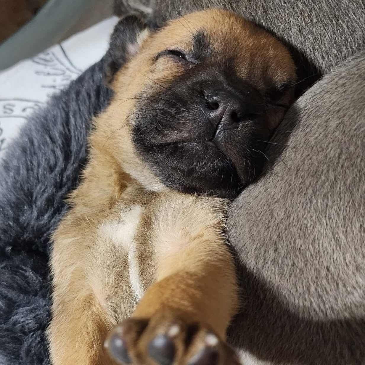 Donate to Levi | Support animal welfare with CUDDLY