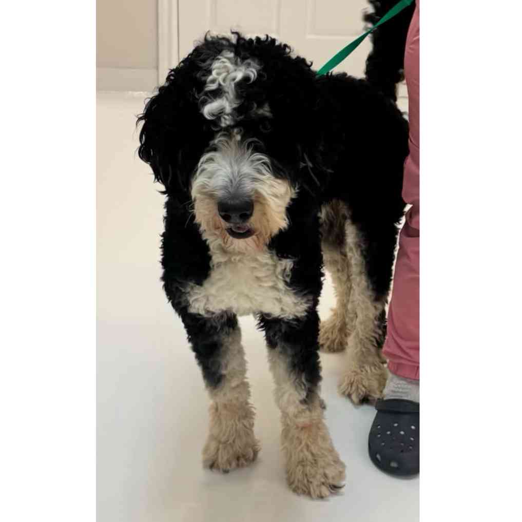 Donate to Shamar | Support animal welfare with CUDDLY