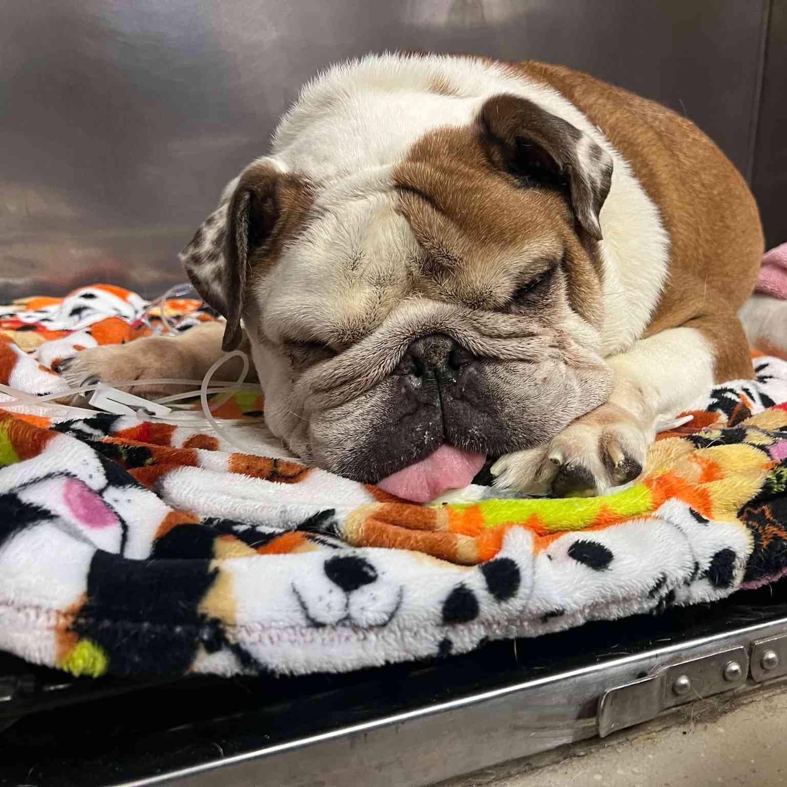 Donate to Rocko | Support animal welfare with CUDDLY