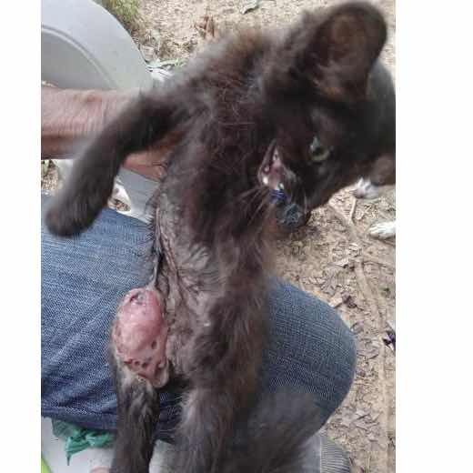 Donate to Rescued sick stray kitty needs help | Support animal welfare ...