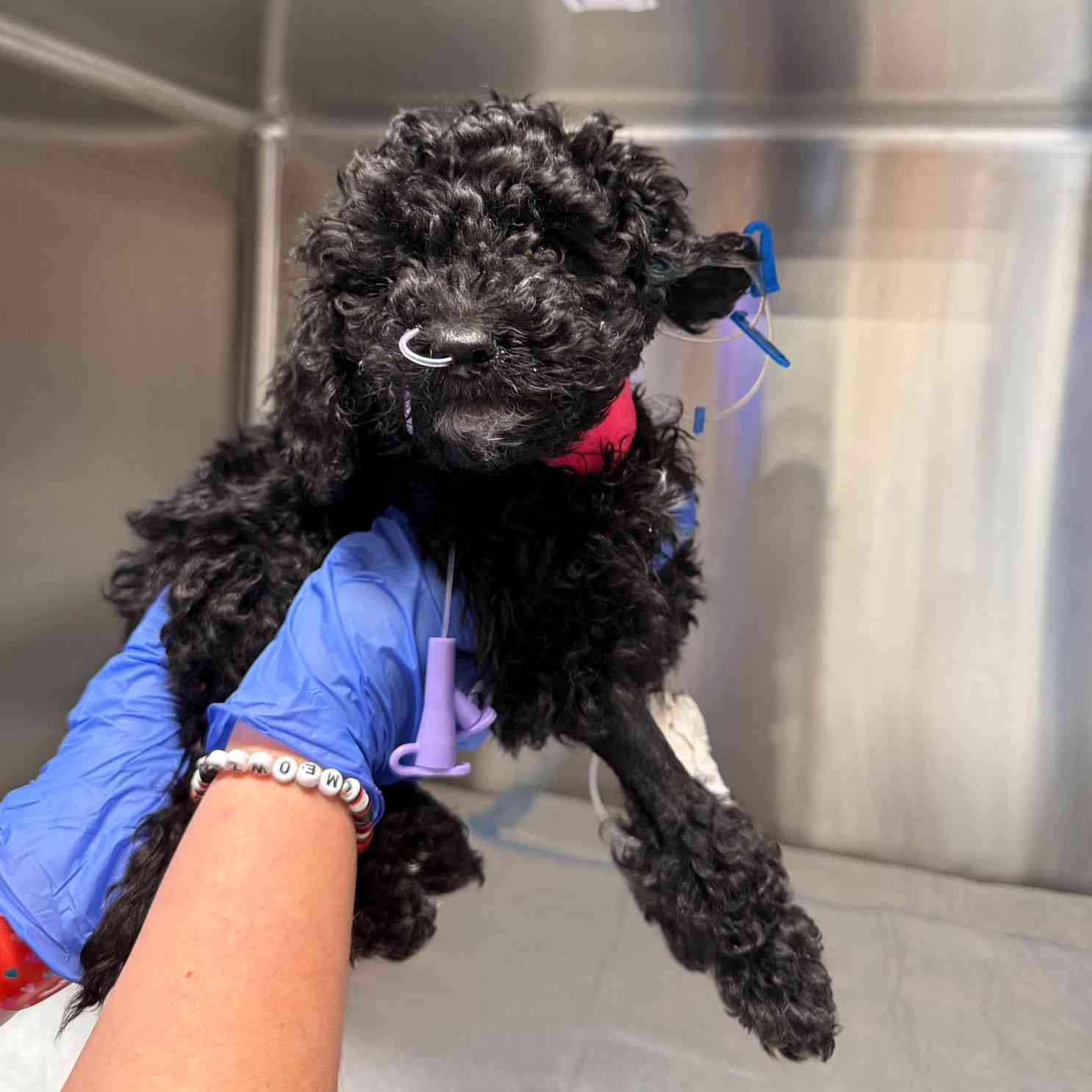 Donate to Oreo | Support animal welfare with CUDDLY