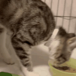 Donate to Sandy the Limping Kitten | Support animal welfare with CUDDLY