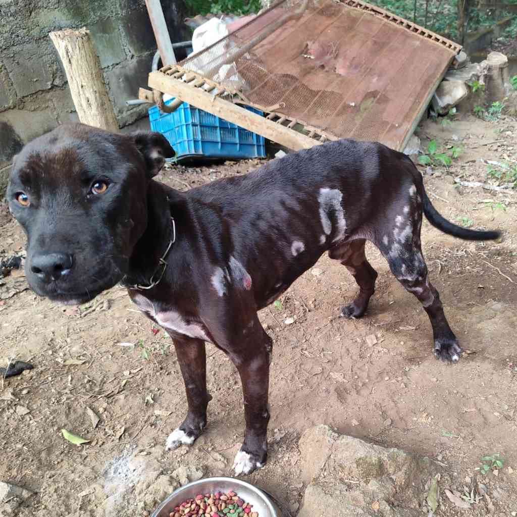 Donate to Rambo | Support animal welfare with CUDDLY