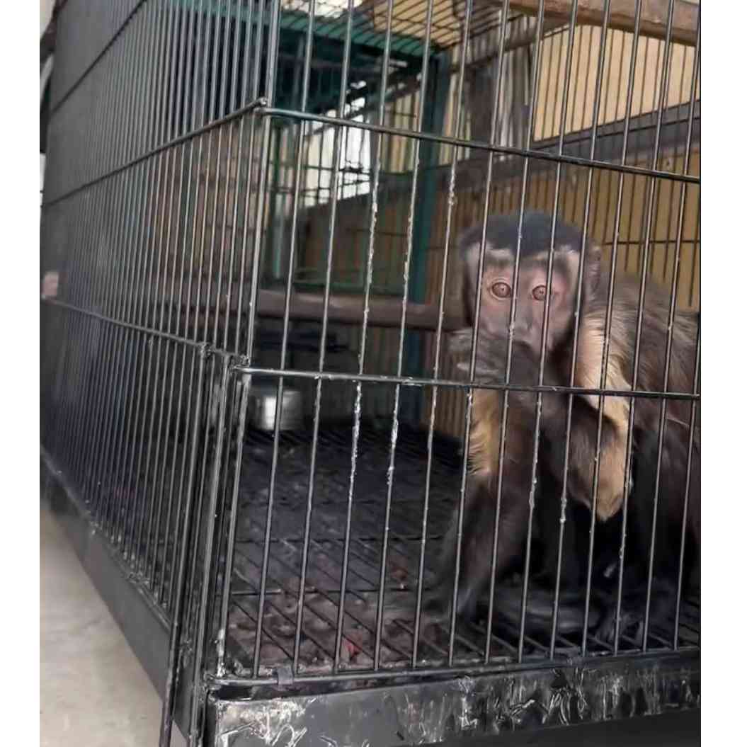 Donate to Rescued Monkeys | Support animal welfare with CUDDLY