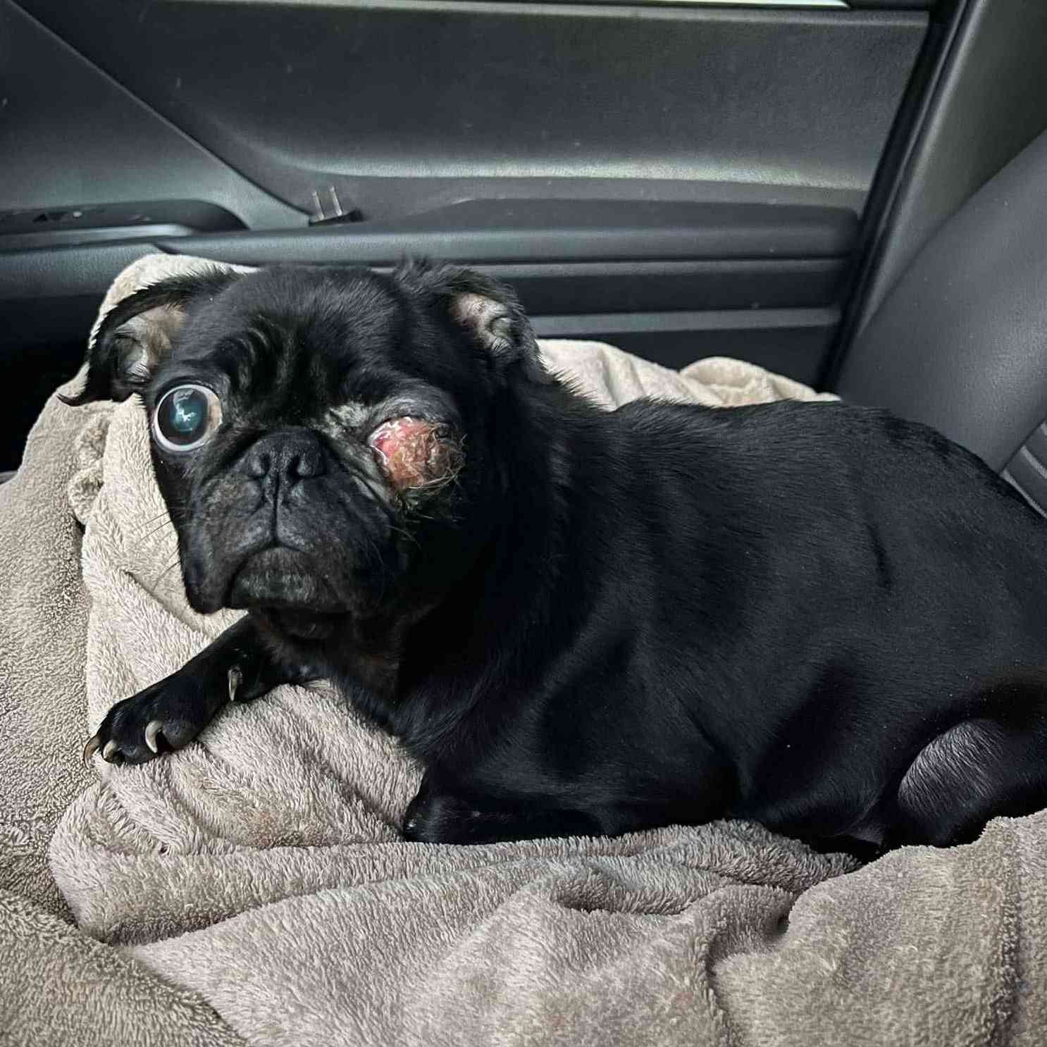 Donate to Moody | Support animal welfare with CUDDLY