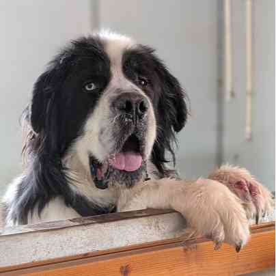 Donate to Nox | Support animal welfare with CUDDLY