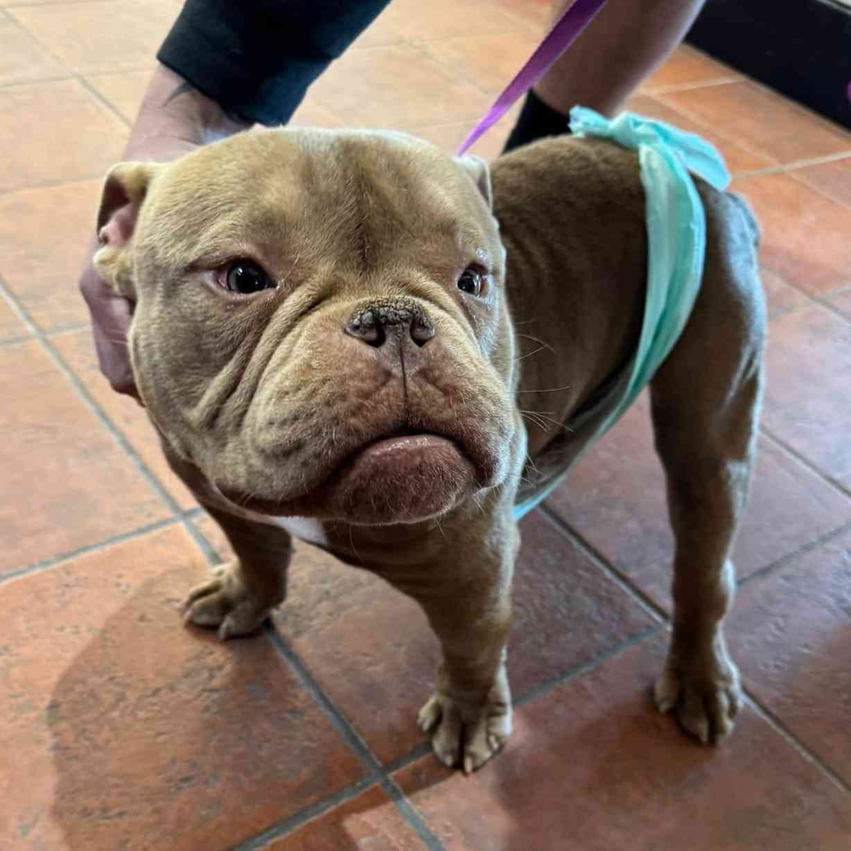 Donate to Luca | Support animal welfare with CUDDLY