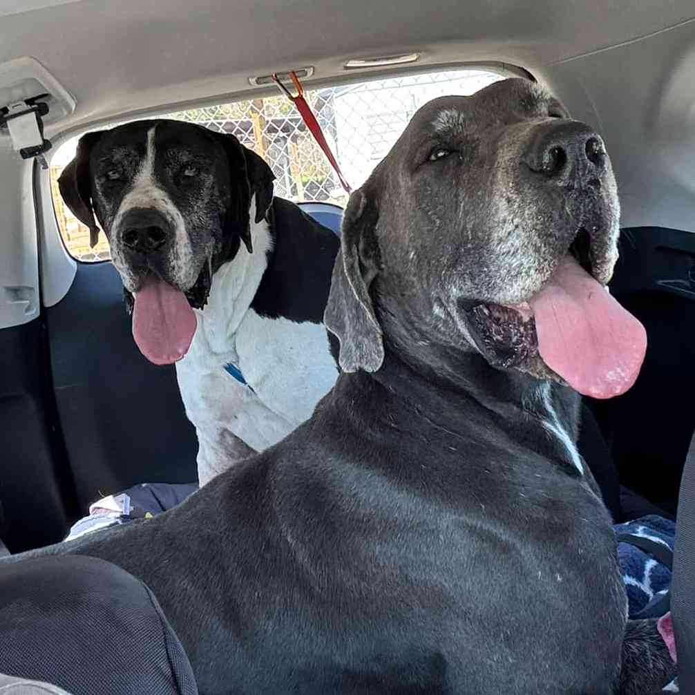 Donate to Angus And Duke | Support animal welfare with CUDDLY