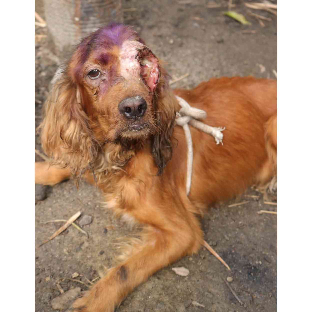 Donate to Zeus | Support animal welfare with CUDDLY