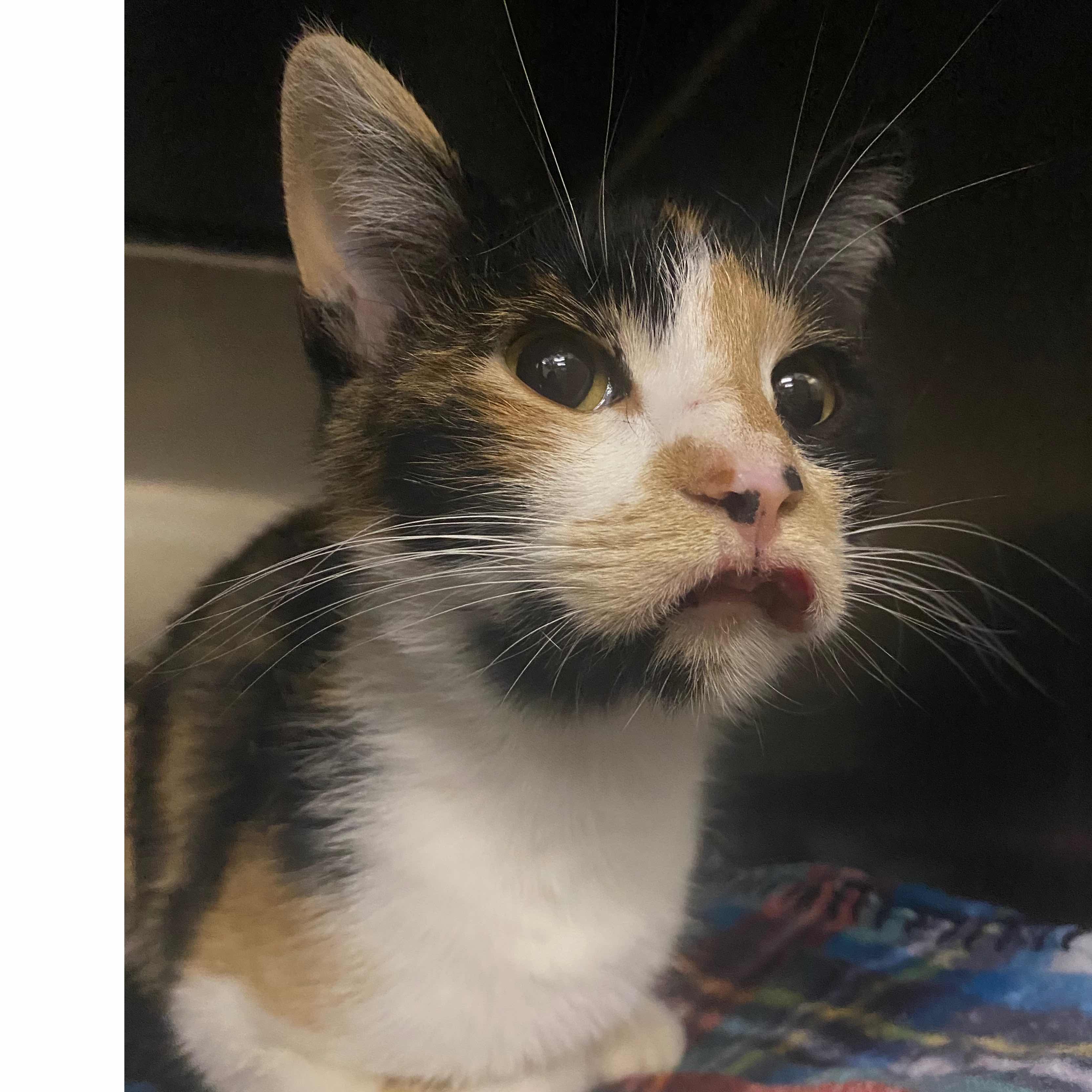 Donate to Wounds Leave Kitty in Pain | Support animal welfare with CUDDLY