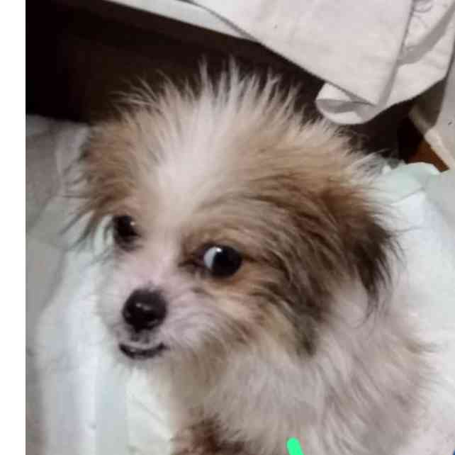 Donate to urgent help for TEDDY TO go to his new home | Support animal ...