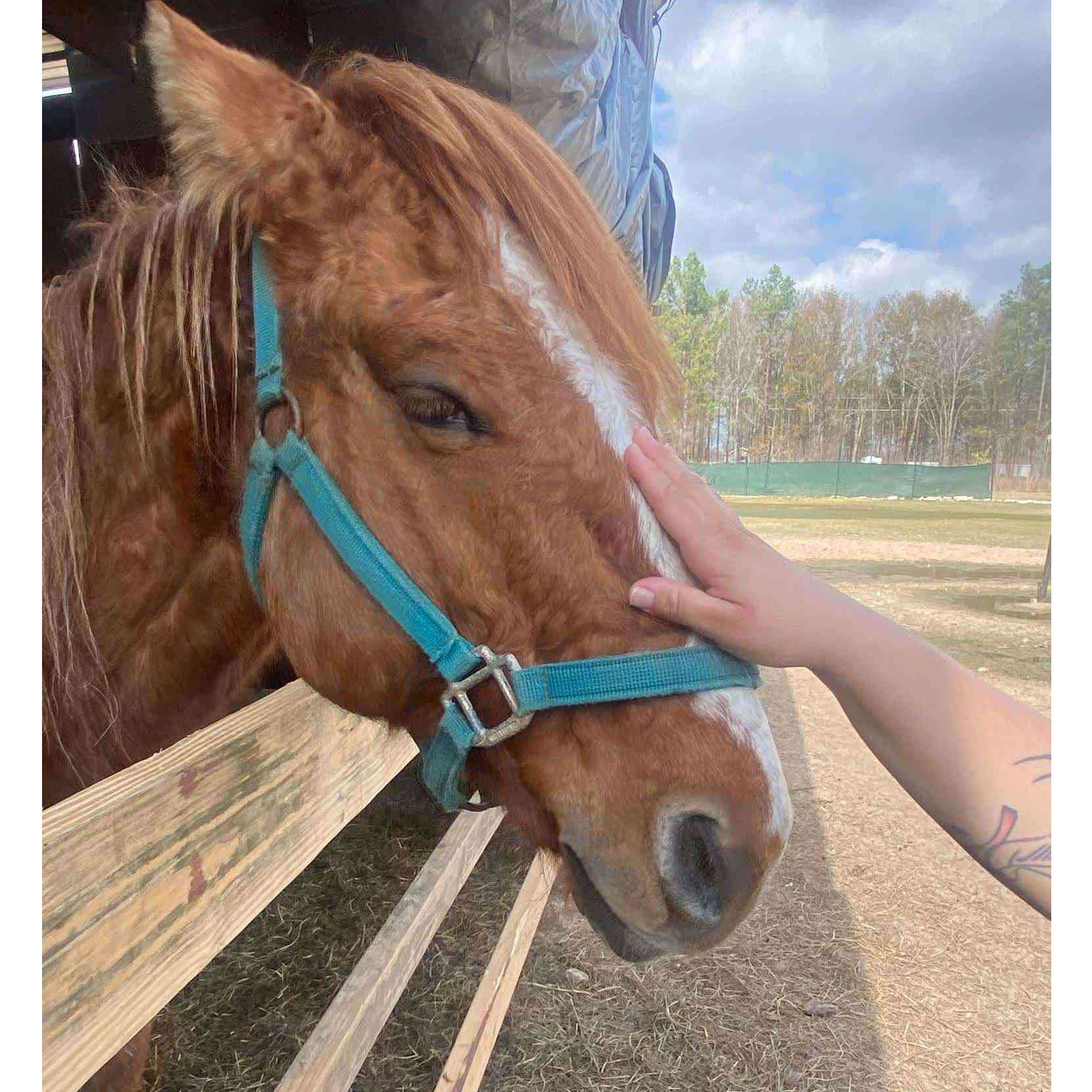 Donate to Ruger | Support animal welfare with CUDDLY