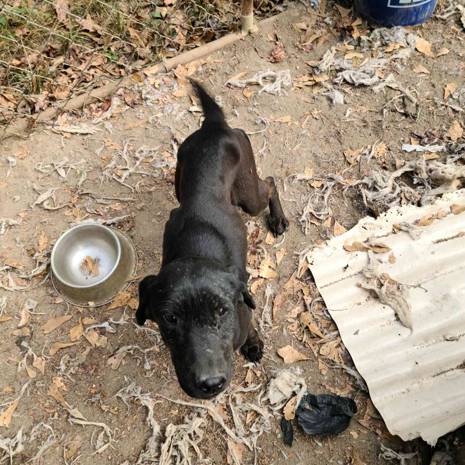 Donate to Our Rescue Animals | Support animal welfare with CUDDLY