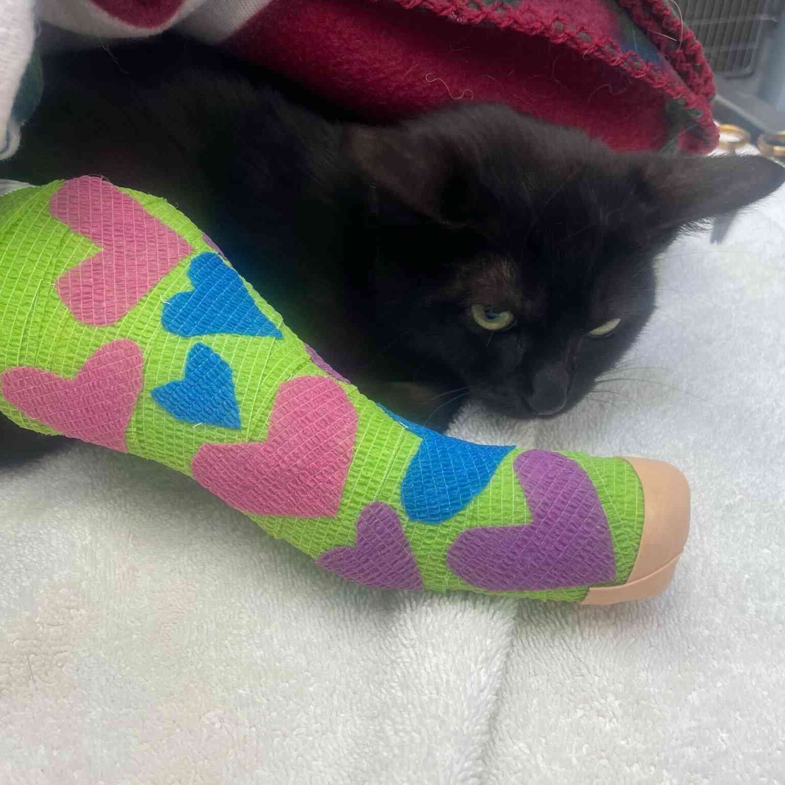 Donate to Cleo | Support animal welfare with CUDDLY