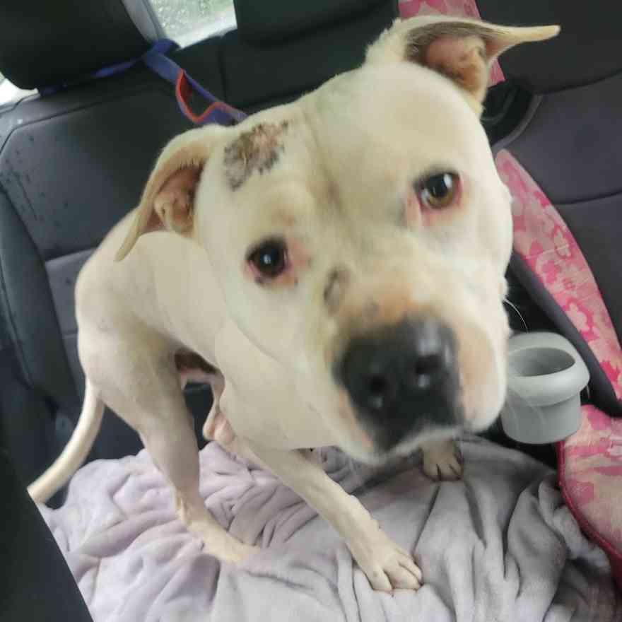 Donate to Rufus | Support animal welfare with CUDDLY