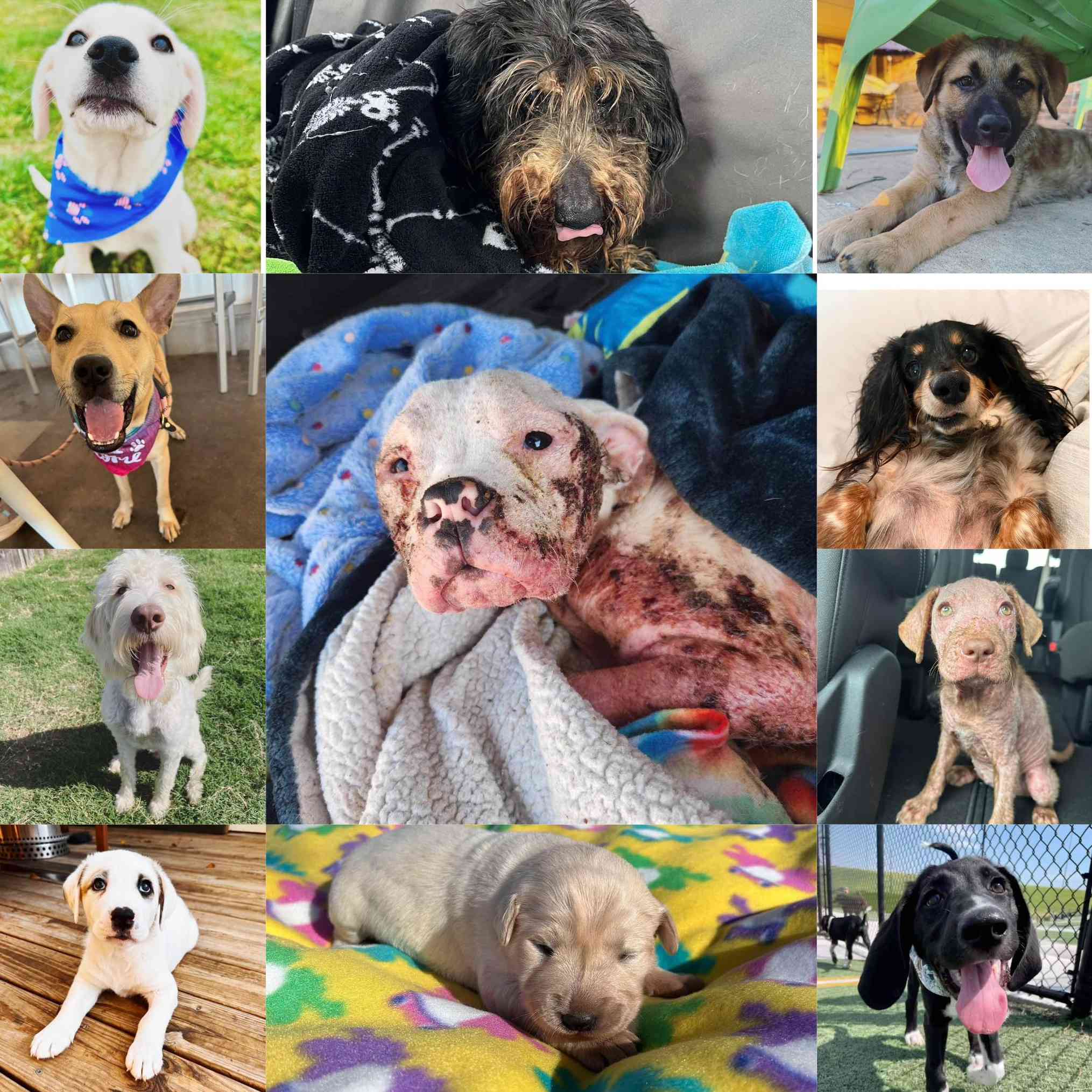 Donate to Our Rescue | Support animal welfare with CUDDLY